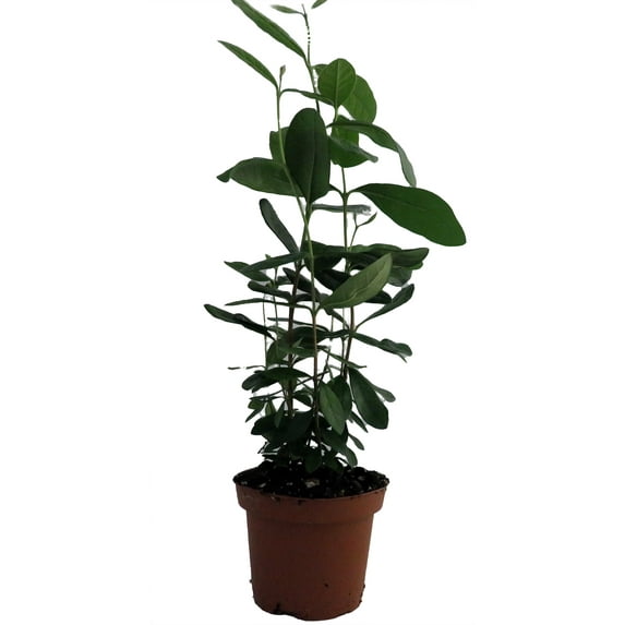 Hardy Pineapple Guava Fruit Tree - Feijoa Acca sellowiana - Live Plant ...