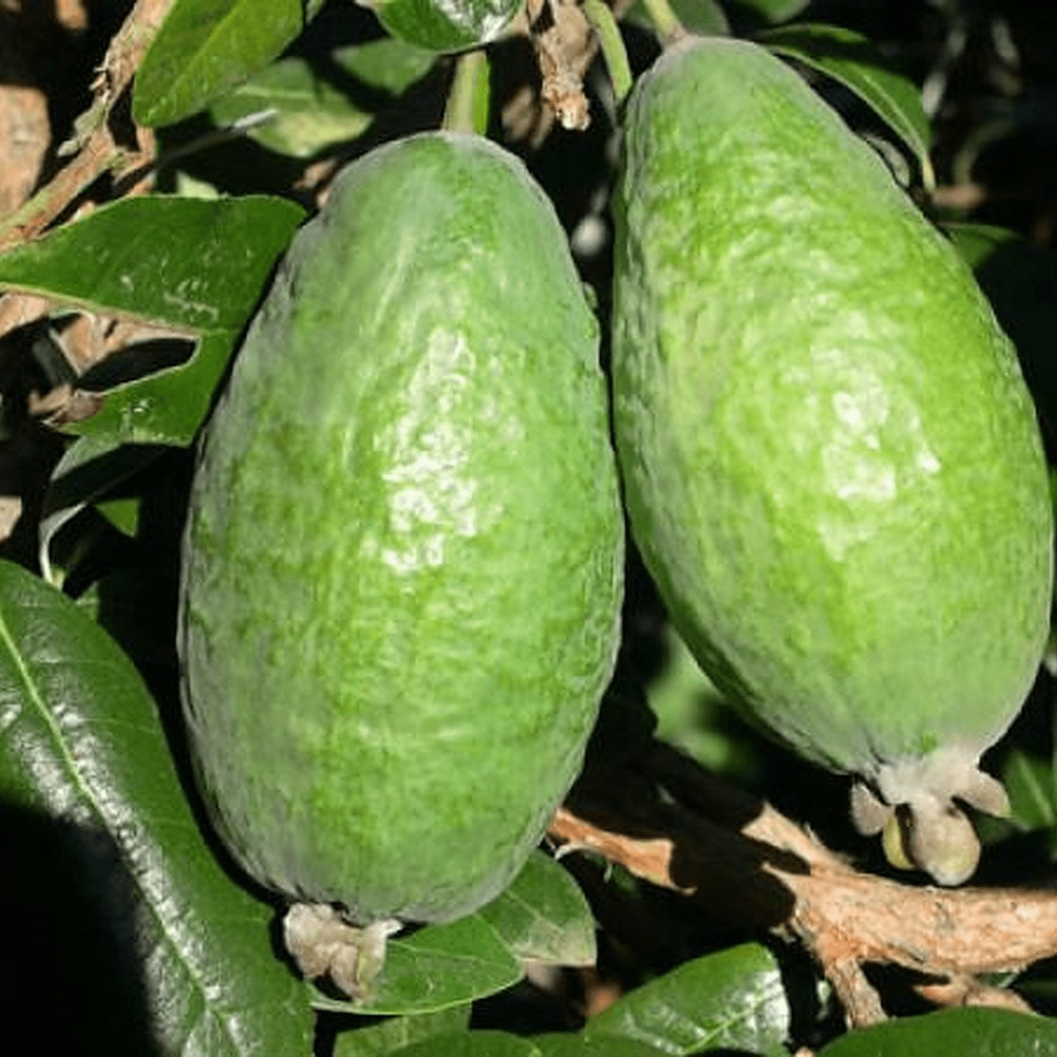 Pineapple Guava Tree Live Plant, Guava Trees Plants, Tropical Guava ...