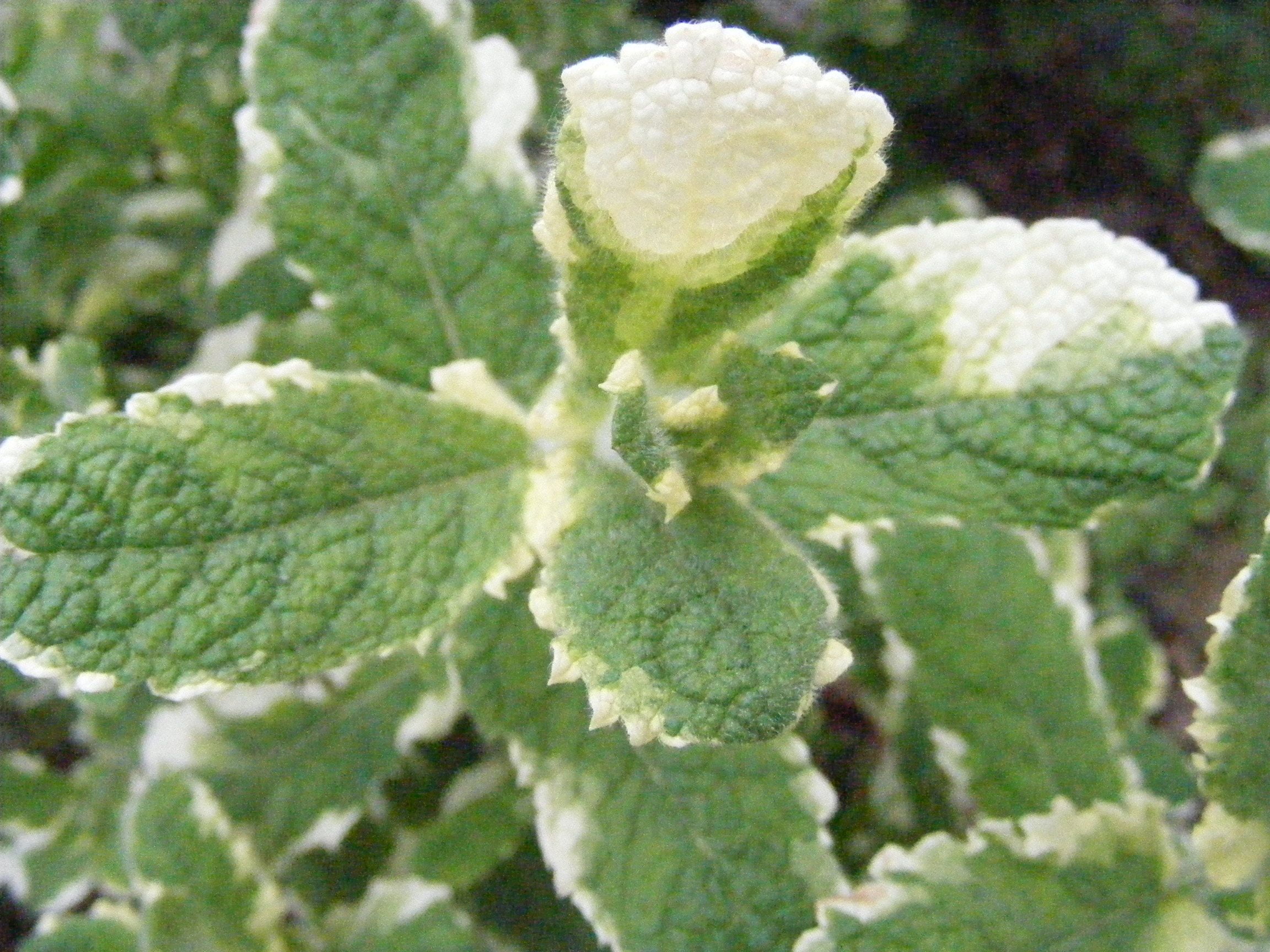 Pineapple Mint- Herb- Live Starter Plant - Walmart.com
