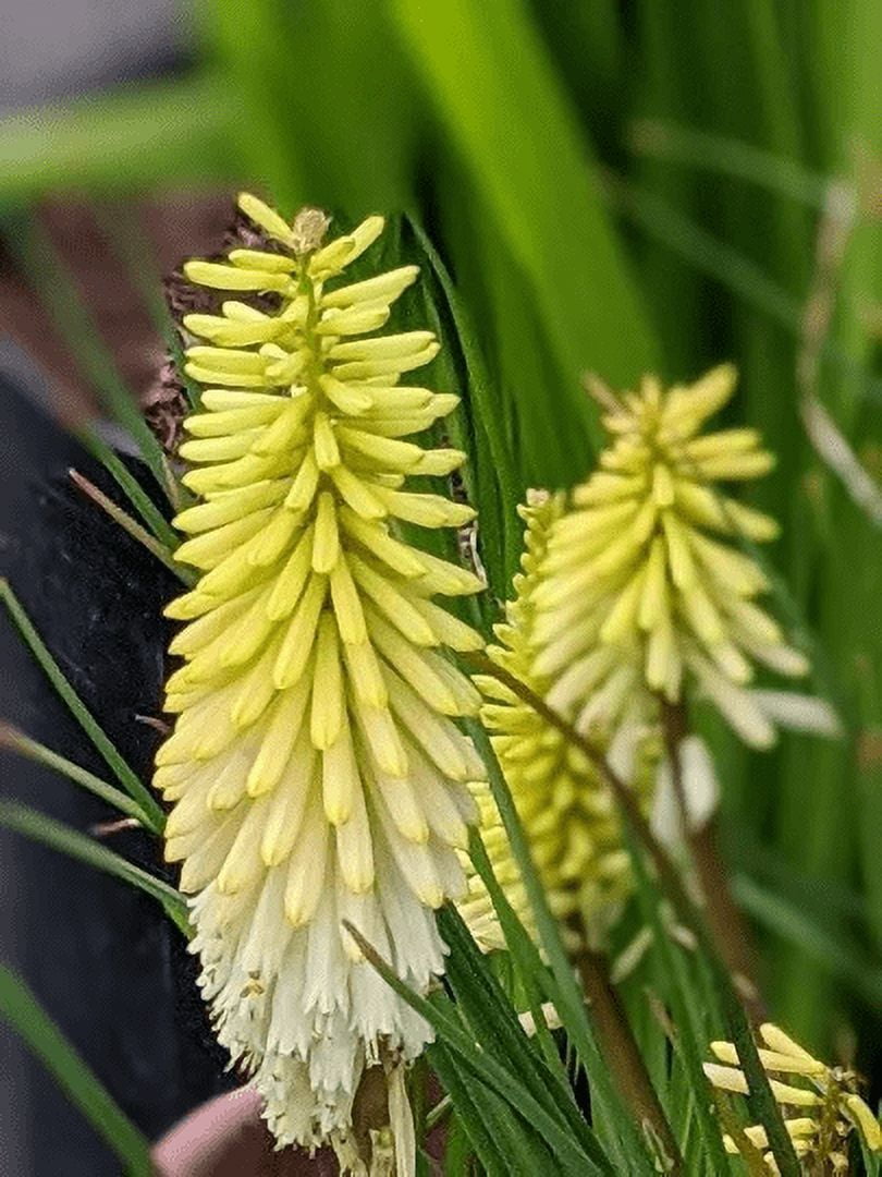Pineapple Popsicle Dwarf Poker/ Torch Lily/ Kniphofia - Walmart.com