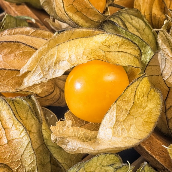 Pineapple Tomatillo 0.25 Oz ~8,508 Seeds | Physalis ixocarpa | Sweet Heirloom Variety | 65–75 ...