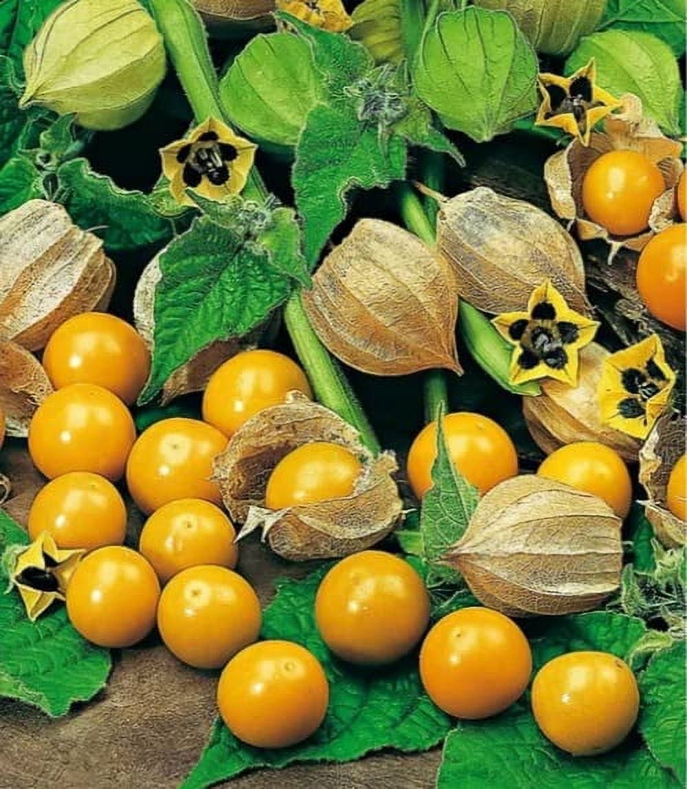 Pineapple Tomatillo Seeds for Planting (50 Seeds) - Easy to Grow ...