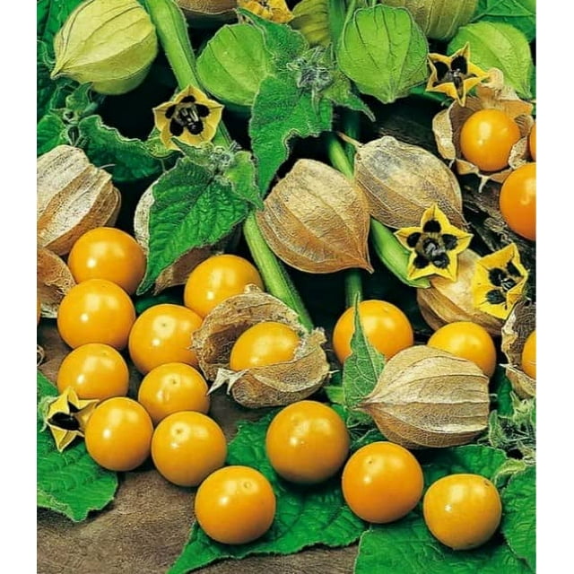 Pineapple Tomatillo Seeds for Planting (50 Seeds) - Easy to Grow ...