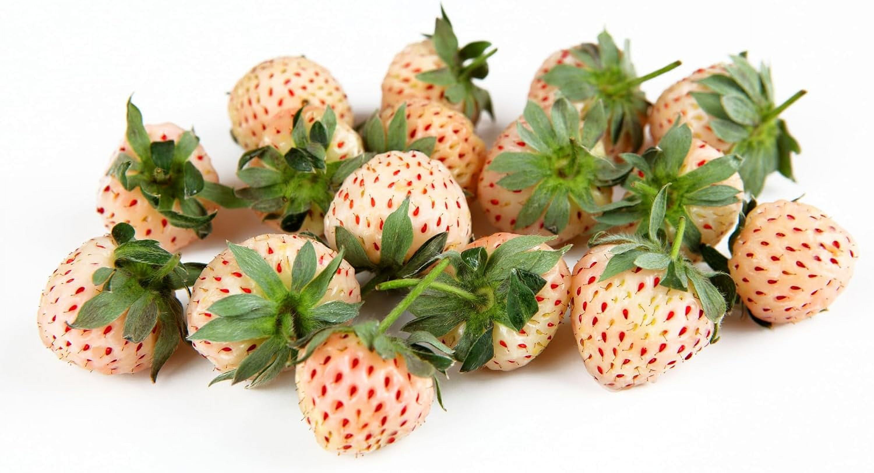 Pineberry Plants - Grow White Strawberries - Bare Root Plants (15 ...