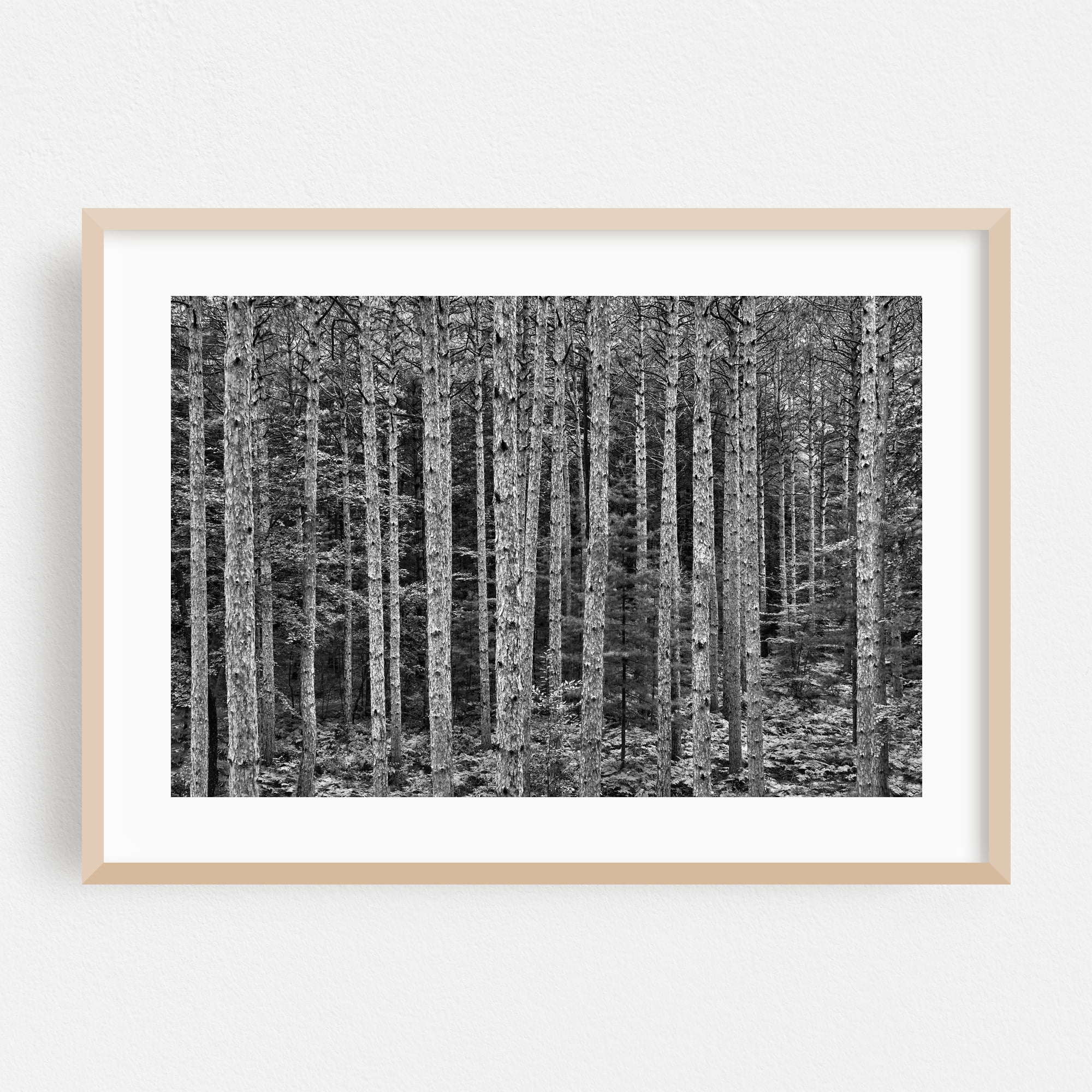 Pines - Photography Black and White Forest Nature Woodland Woods Scenic ...