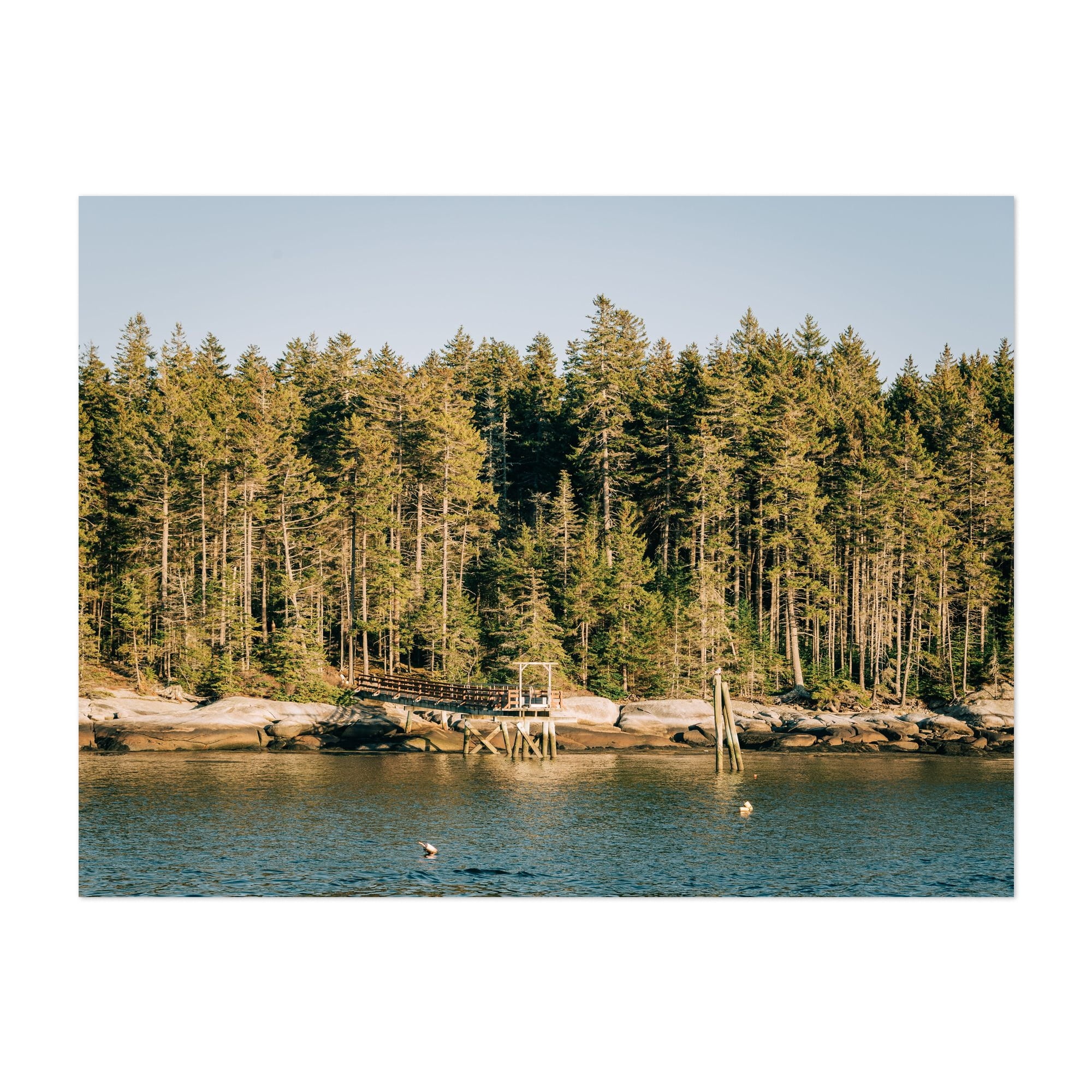 Pines, Sprucehead Island - South Thomaston Maine Photography Forest ...