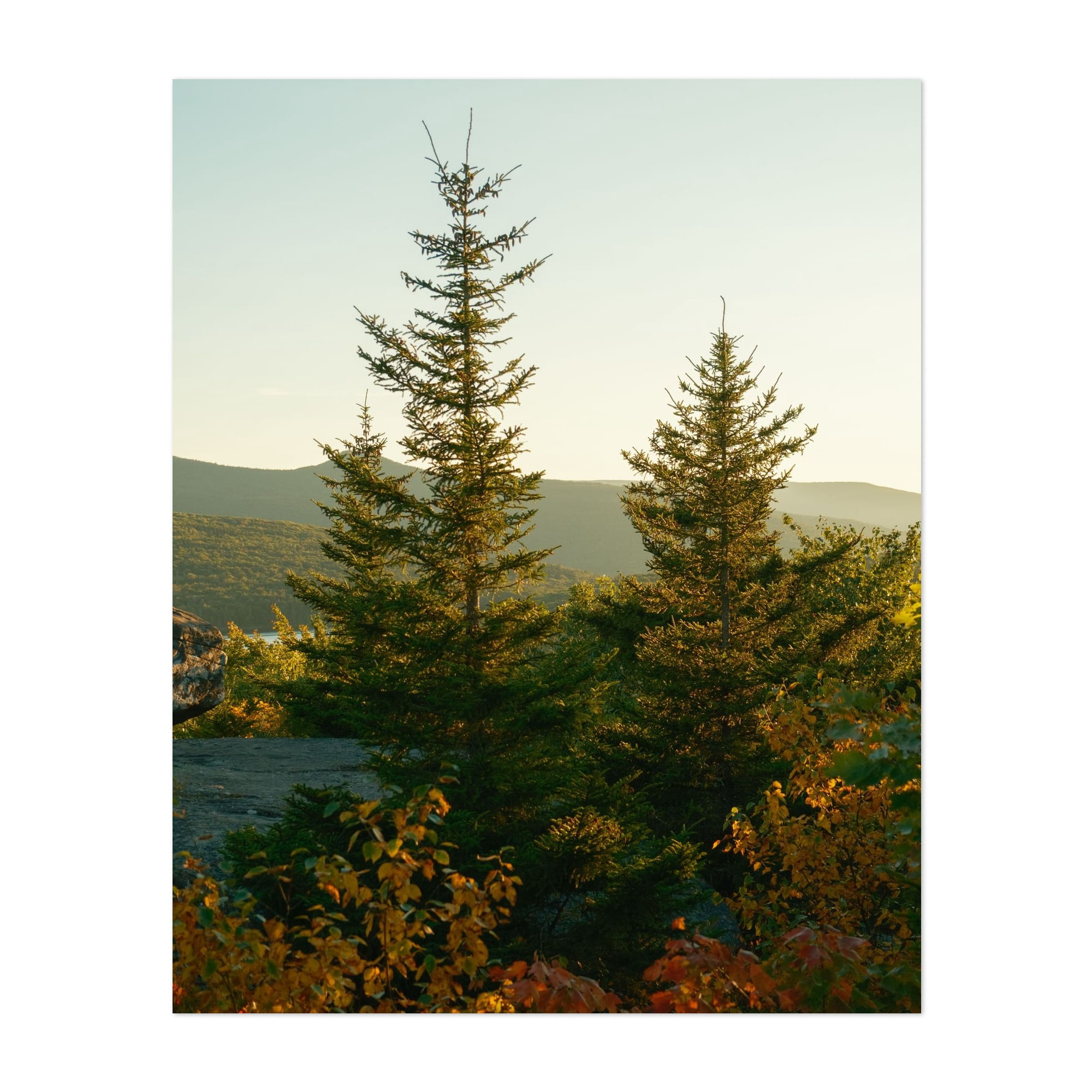 Pines at Sunset Rock 01 - Hunter New York Photography Nature Scenic ...