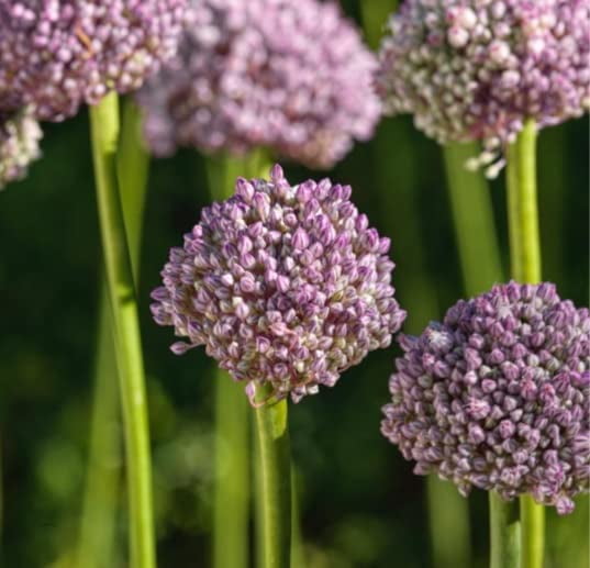 Ping Pong Allium Bulbs for Planting - Easy to Grow Miniature Allium ...