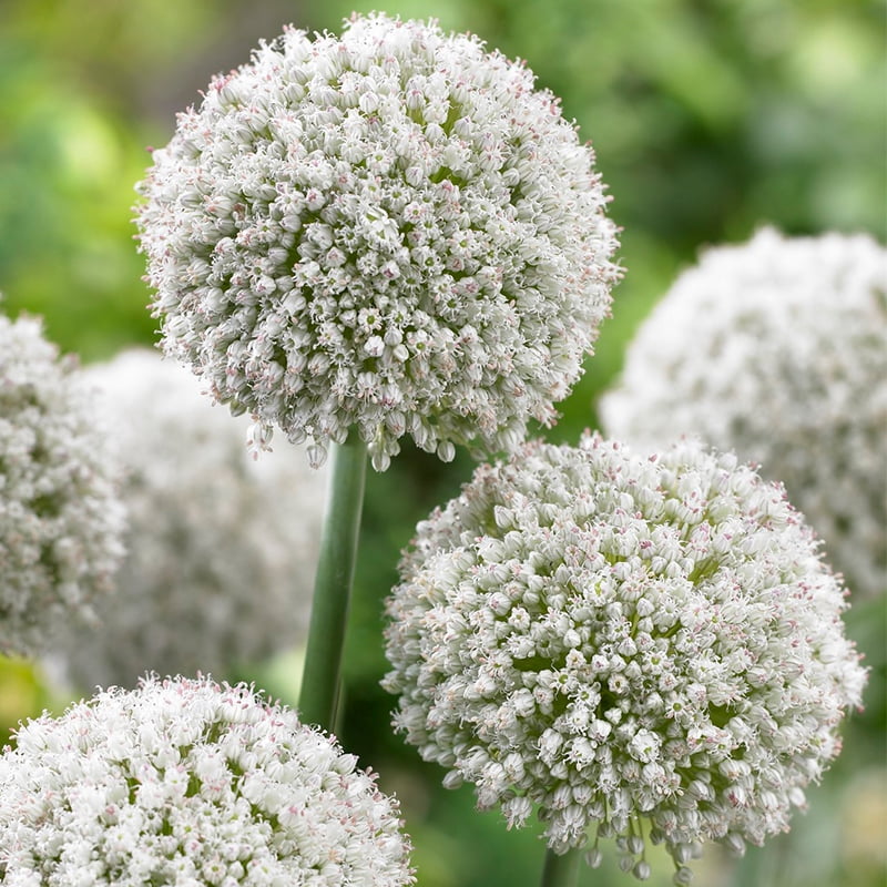 Ping Pong Allium Flower Bulbs - 3 Bulbs per Pack - Attracts Butterflies ...
