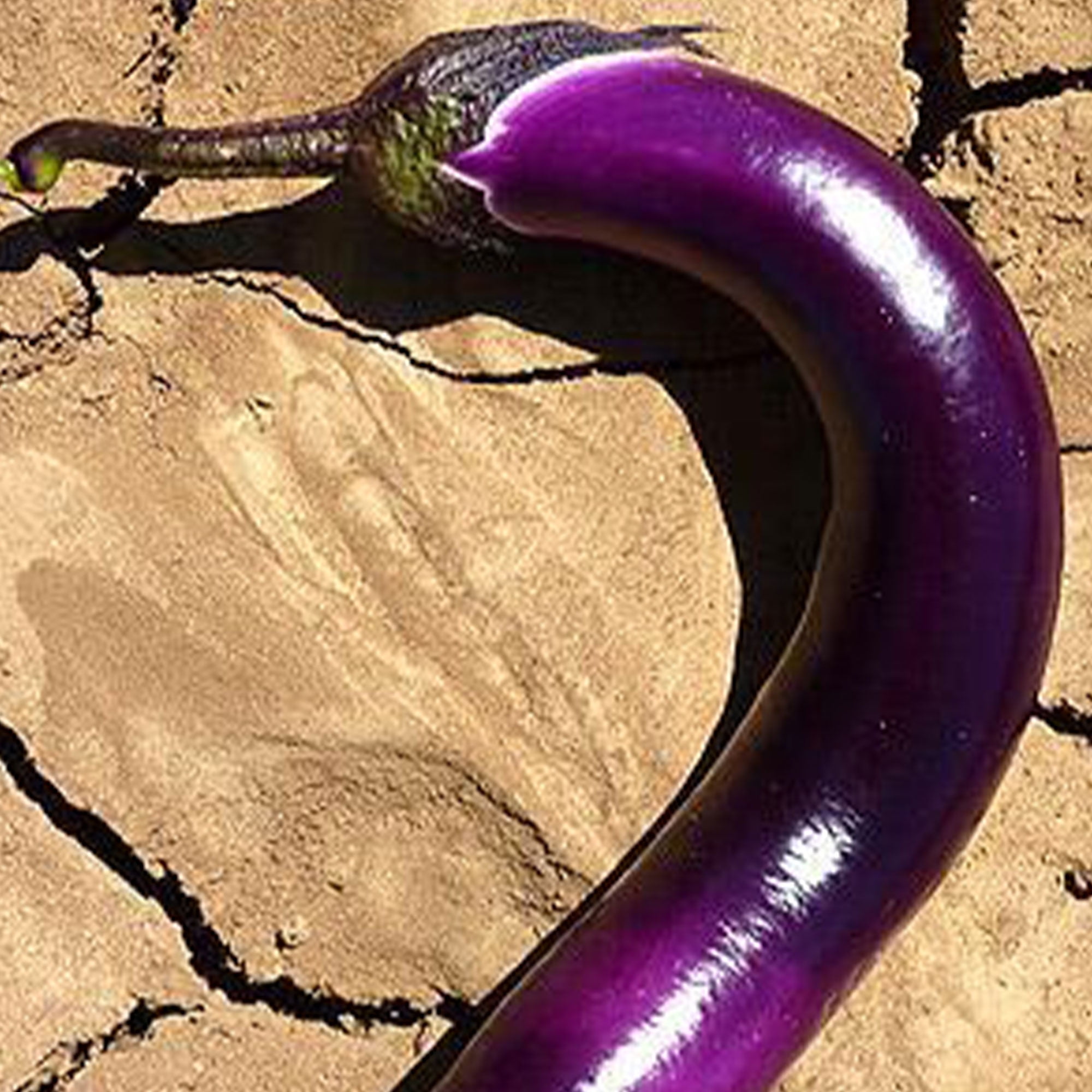 Ping Tung Long Eggplant Seeds - 250 Mg Packet ~55 Seeds - Heirloom ...