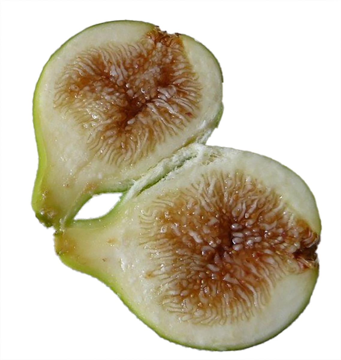 Pingo de Mel Edible Fig Plant - Indoor Live Tree - Ficus carica - Sweet ...