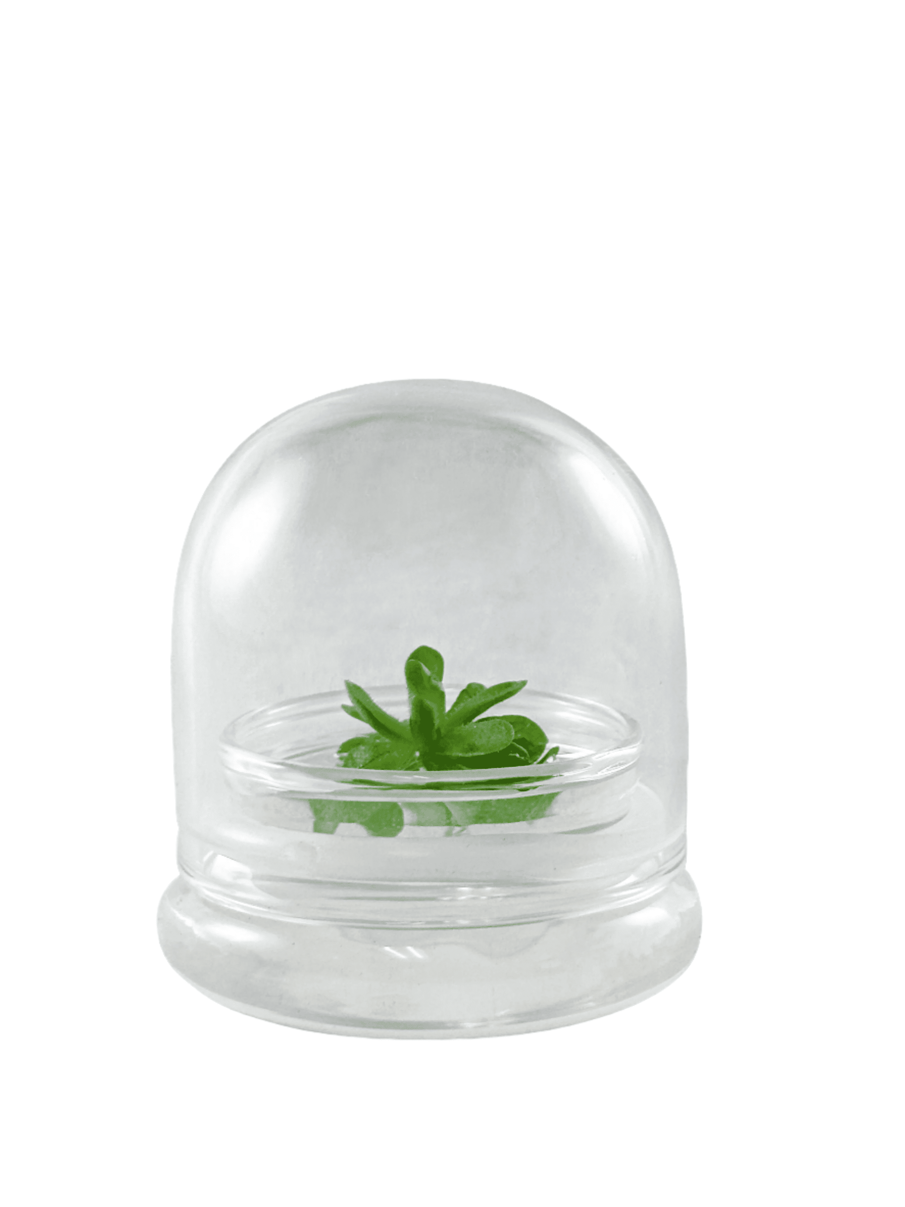 Pinguicula esseriana - Mexican Butterwort: A Unique Carnivorous Plant ...