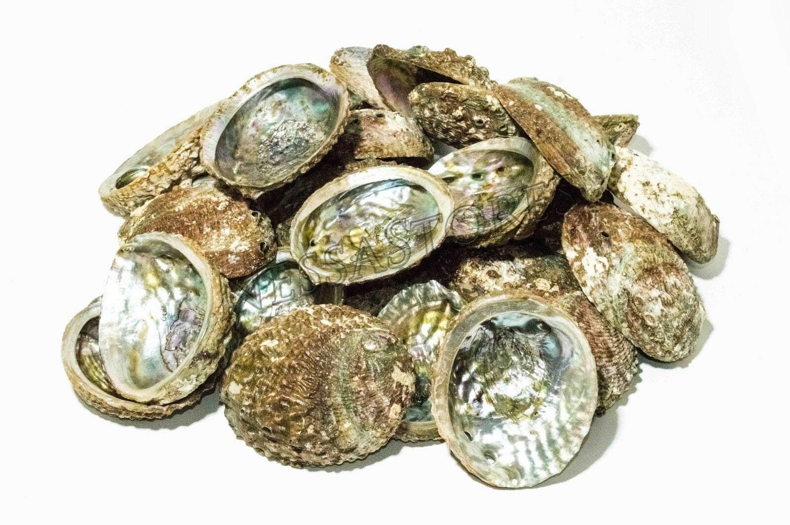 Pink Abalone Sea Shell One Side Polished Beach Craft 3" - 4" (60 pcs ...