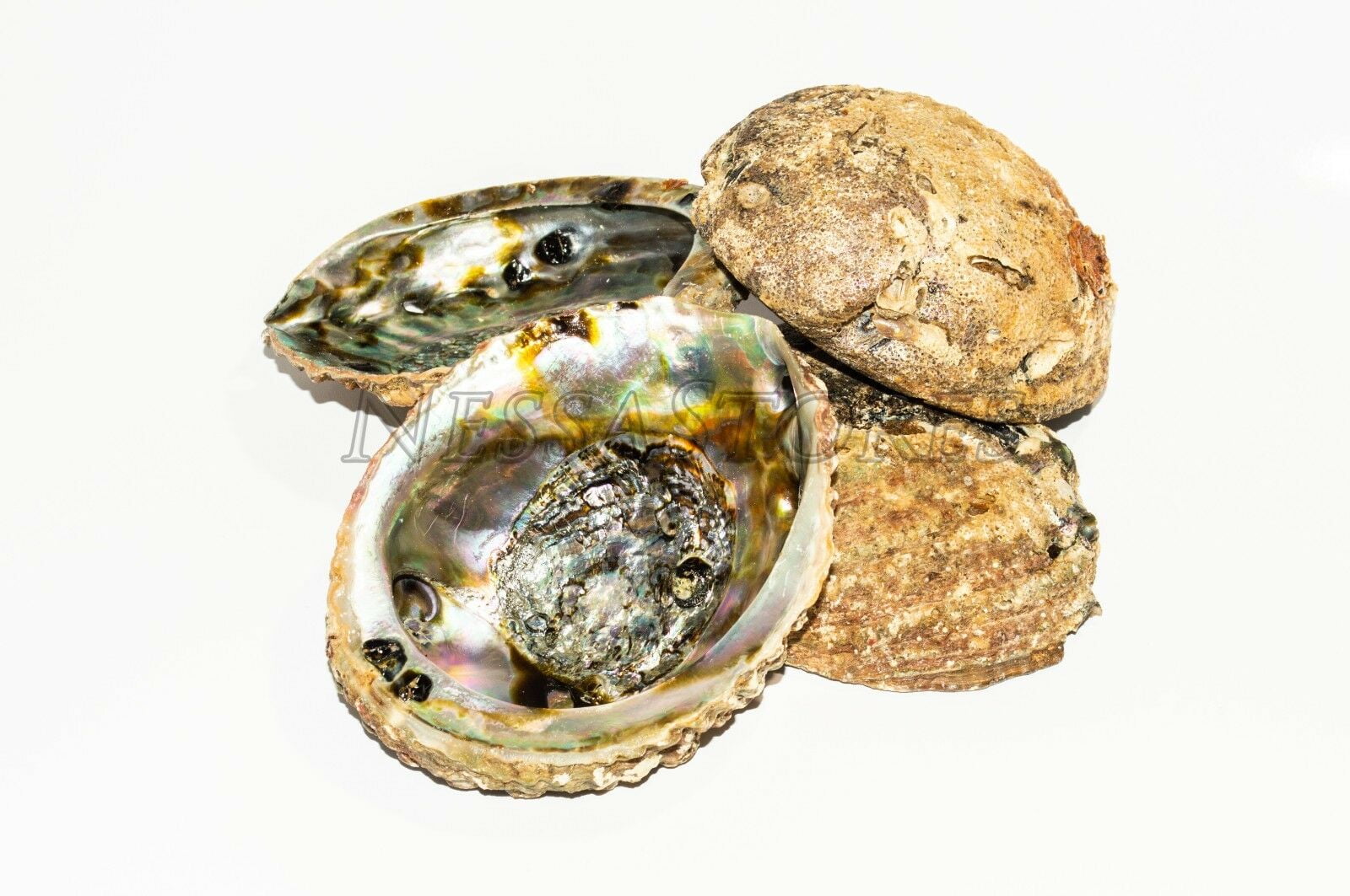 Pink Abalone Sea Shell One Side Polished Beach Craft 4" - 5" (4 pcs) # ...