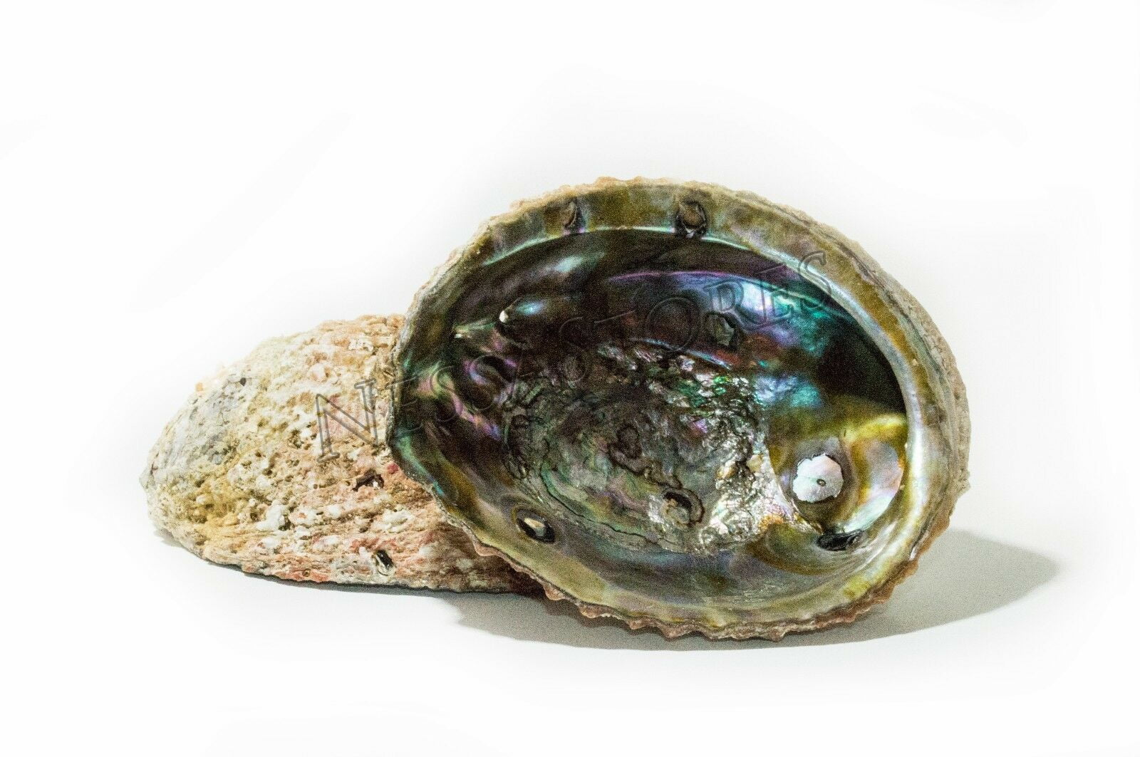 Pink Abalone Sea Shell One Side Polished Beach Craft 5" - 6" (2 pcs)#JC ...
