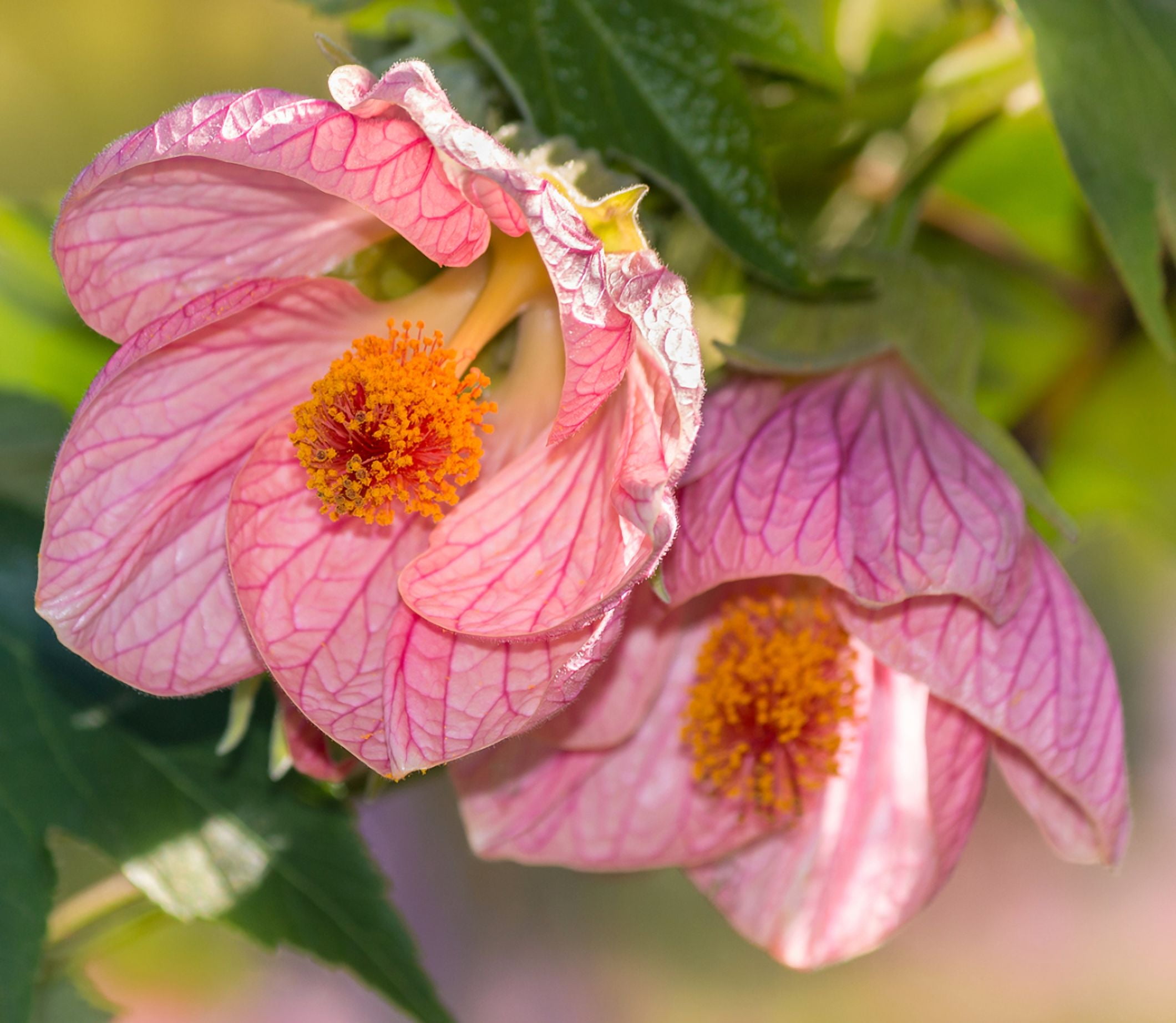 Pink Abutilon Plant Live, 4-7 Inch Tall, Trailing Lantern Abutilon ...
