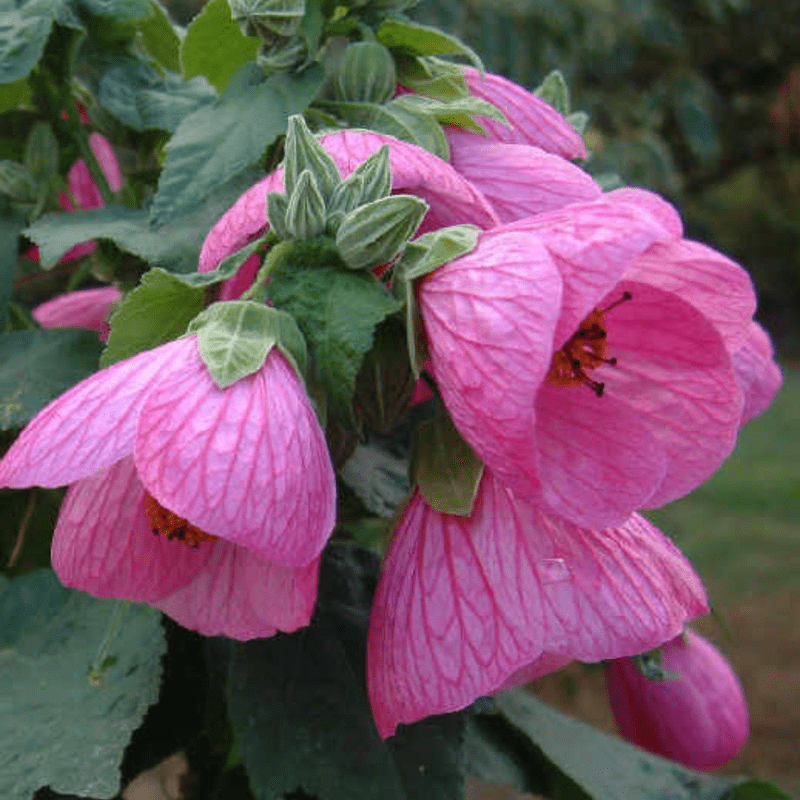 Pink Abutilon Plant Live, Abutilon Lantern Bell Shaped Flowers Vine 4-8 ...