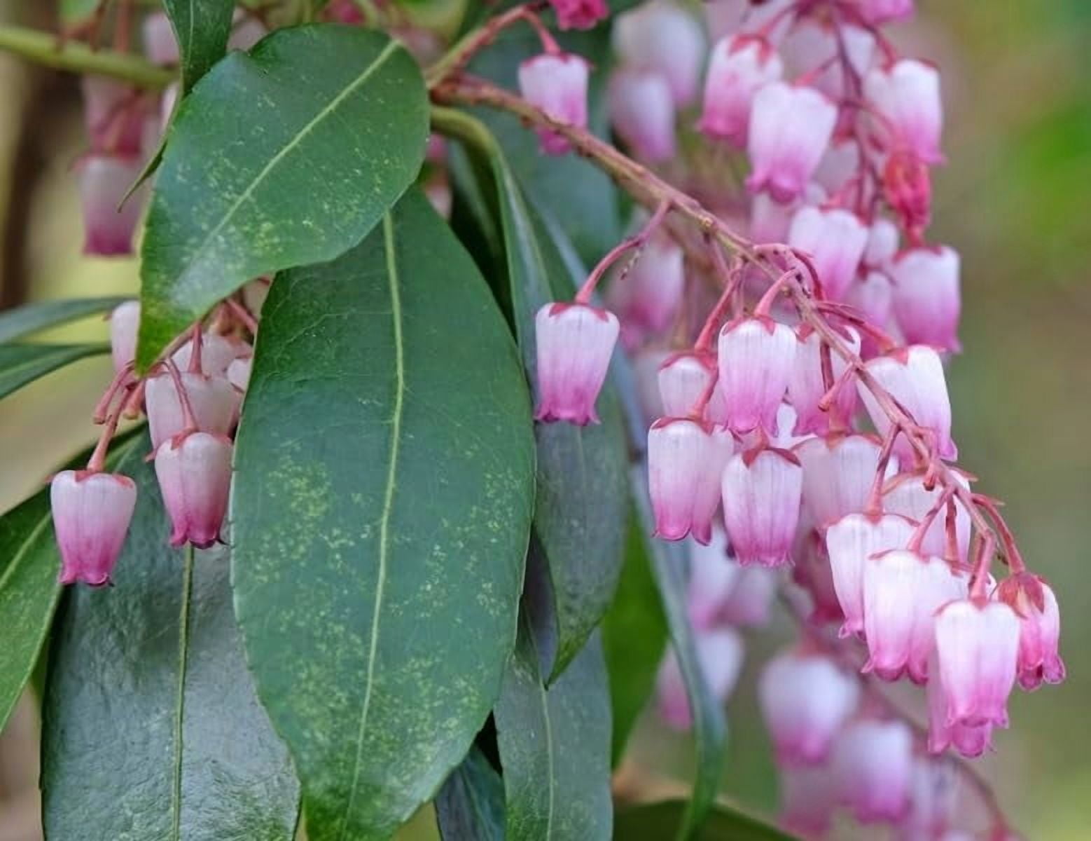Pink Andromeda Bush Seeds for Planting (30 Seeds) - Pieris Japonica ...