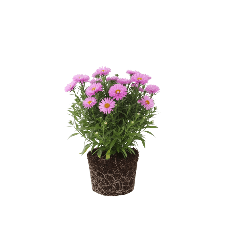 Pink Aster Woods Bush Live 4" Tall, Compact Purple Aster for Outdoor ...