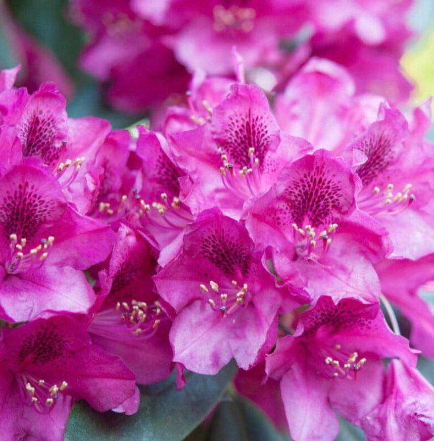 Pink Azaleas Plant Live 7 to 10 Inch Tall in 3 Inch Pot Rhododendron ...