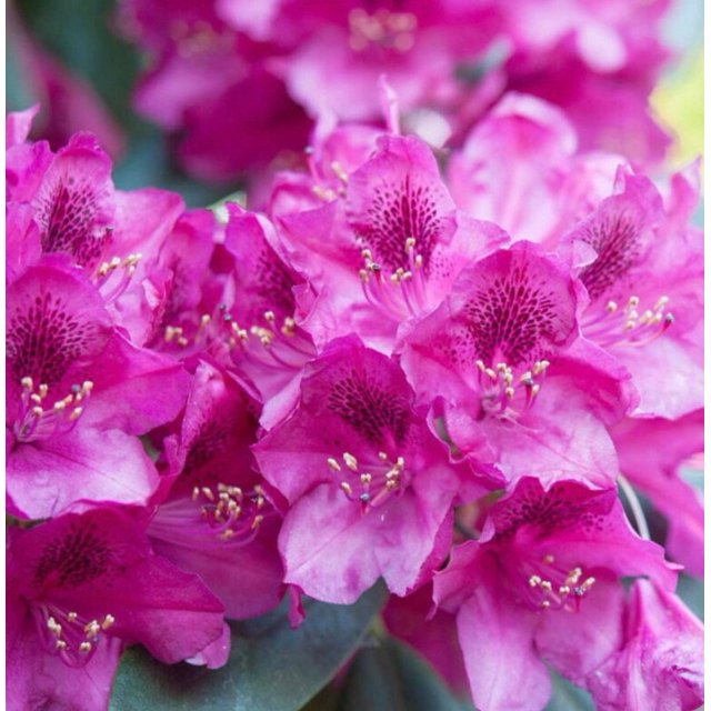 Pink Azaleas Plant Live 7 to 10 Inch Tall in 3 Inch Pot Rhododendron ...