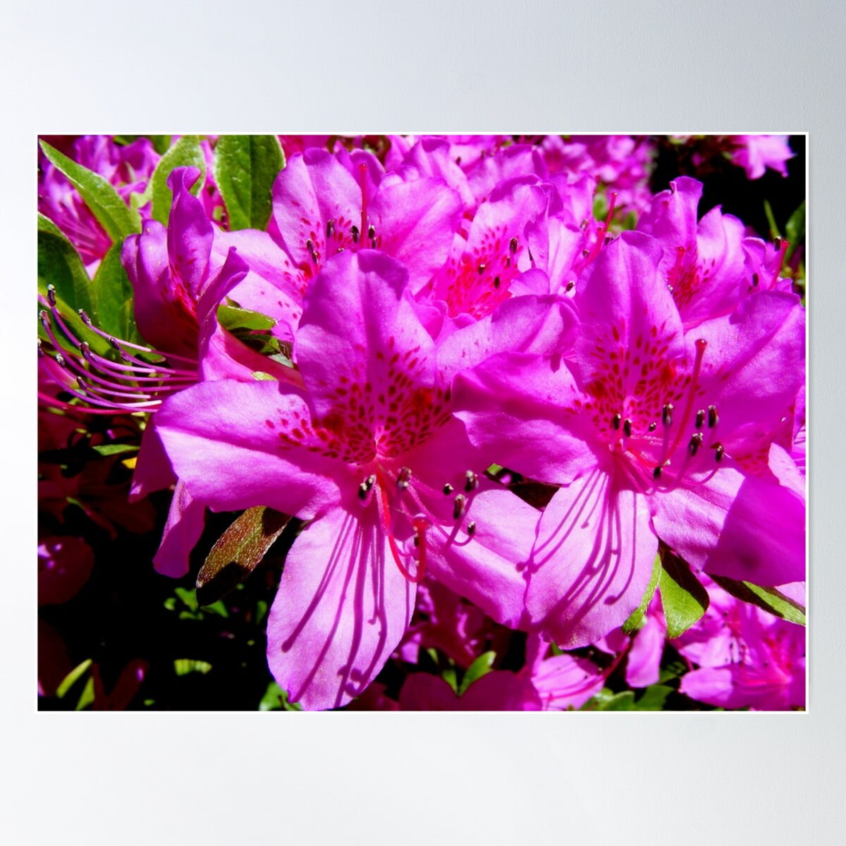 Pink Azaleas Poster Wall Art, Modern Wall Decor For Living Room Bedroom ...