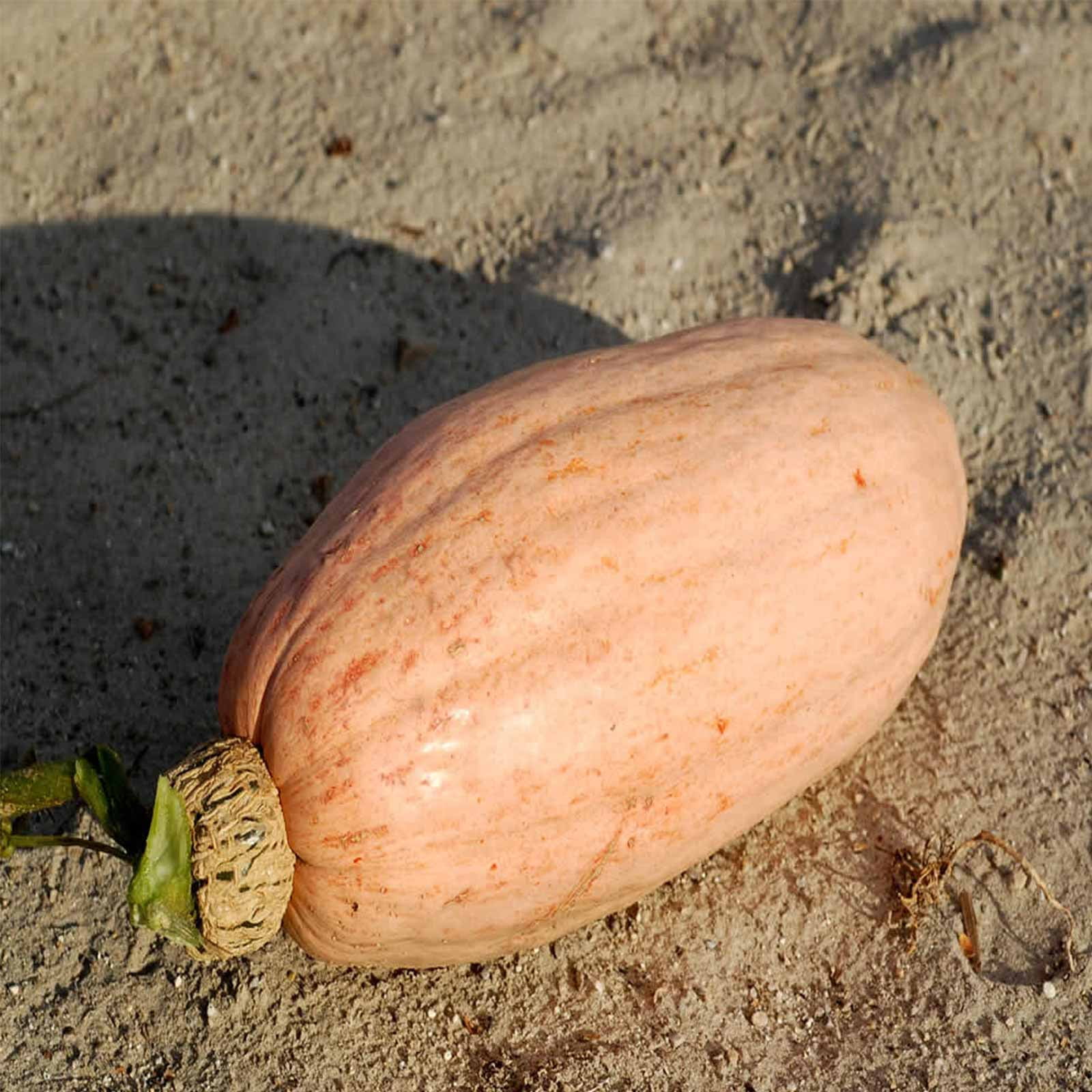 Pink Banana Jumbo Winter Squash Garden Seeds - 5 Lbs Bulk - Non-GMO ...