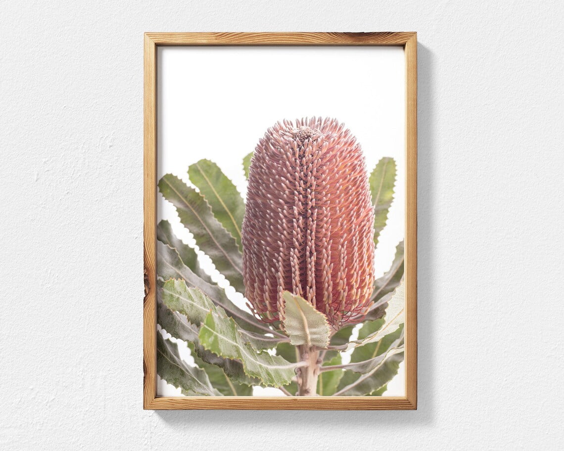 Pink Banksia Print, Australian Native Photography Flower Wall Art Pink ...