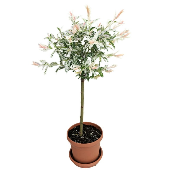 Hirt's Gardens - Walmart.com