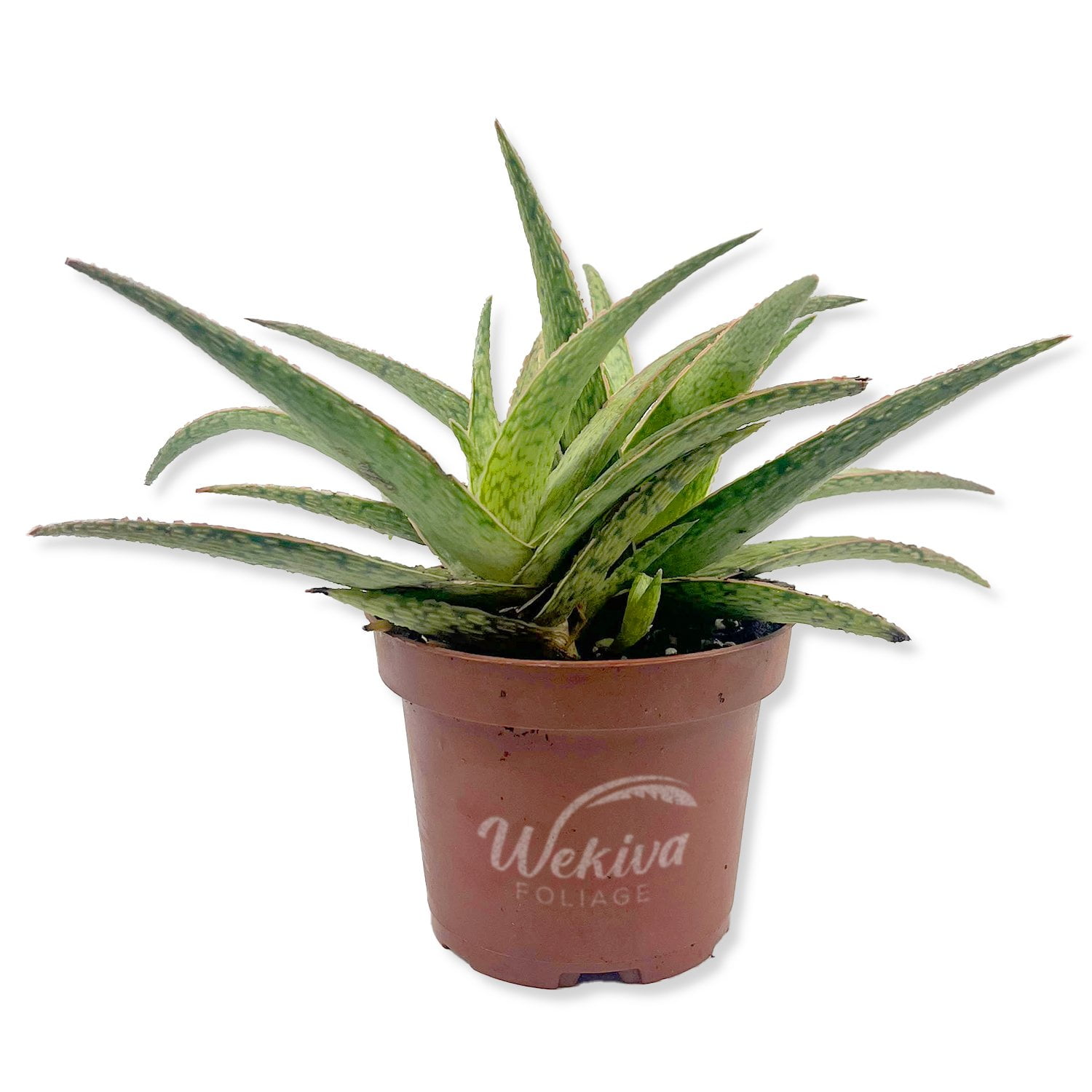 Pink Blush Aloe - Live Plant in a 4 Inch Pot - Aloe 'Pink Blush' - Rare ...