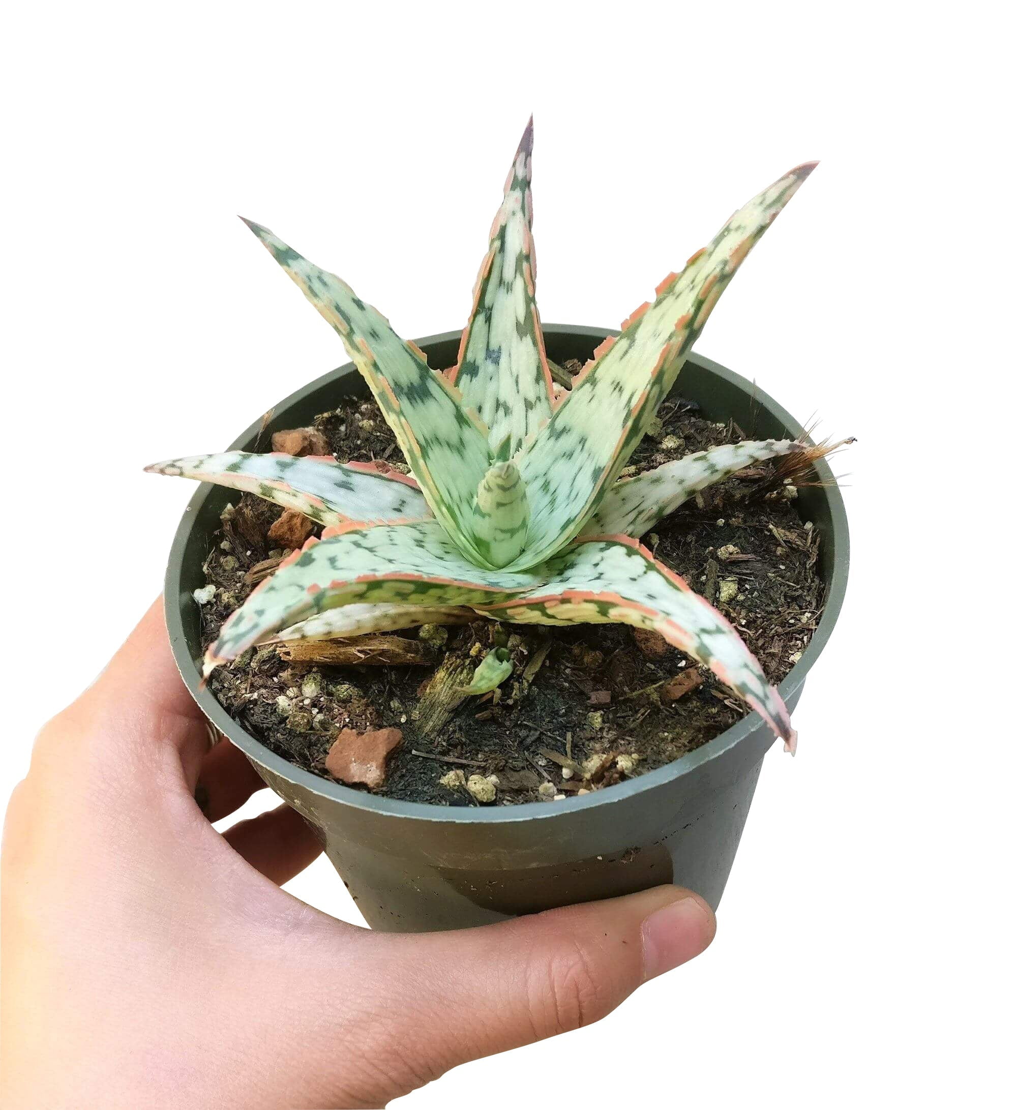 Pink Blush Aloe Succulent (4"+ Plastic Pot) - Tiny, Lovely, Easy to ...