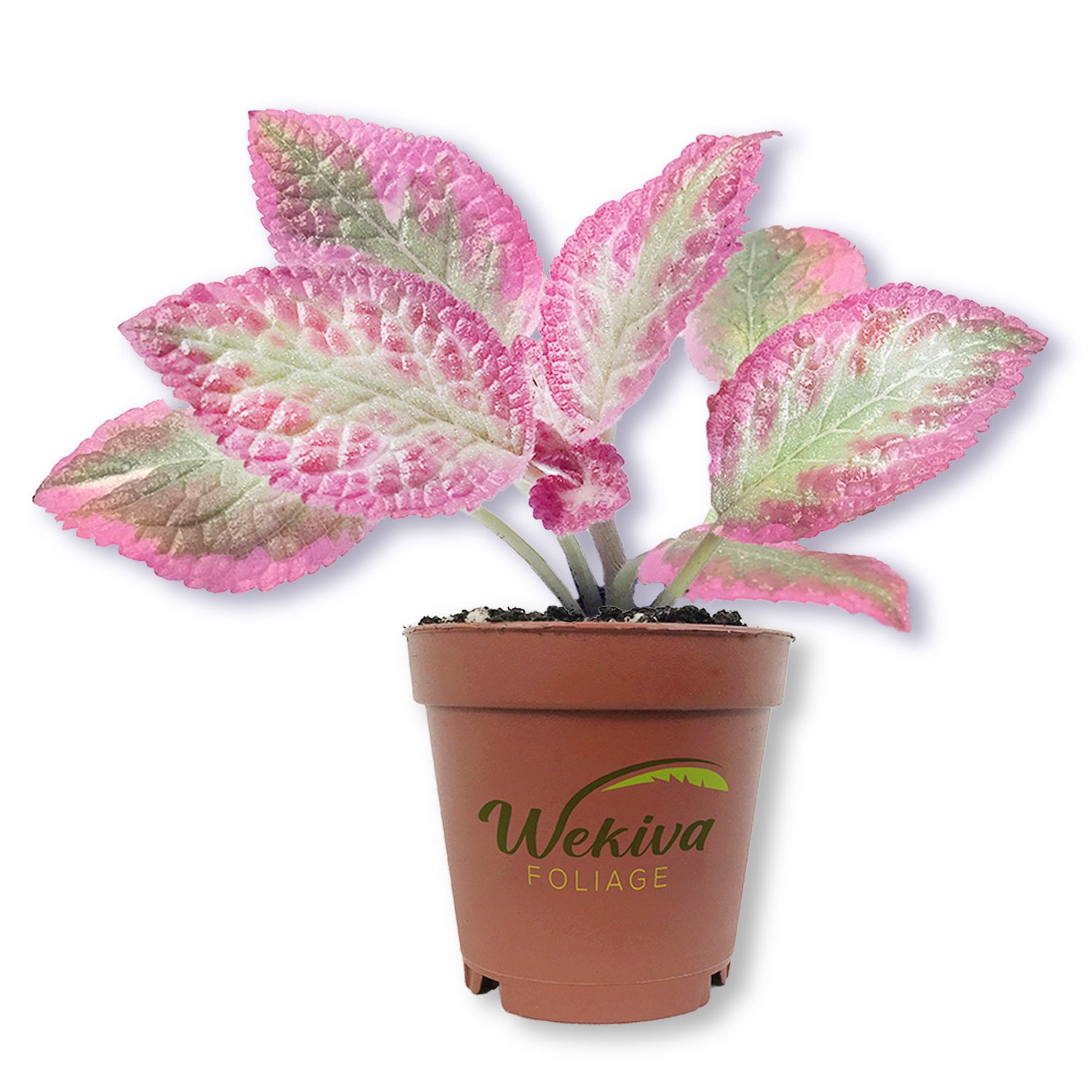 Pink Brocade Episcia - Live Starter Plant in a 2 Inch Pot - Extremely ...