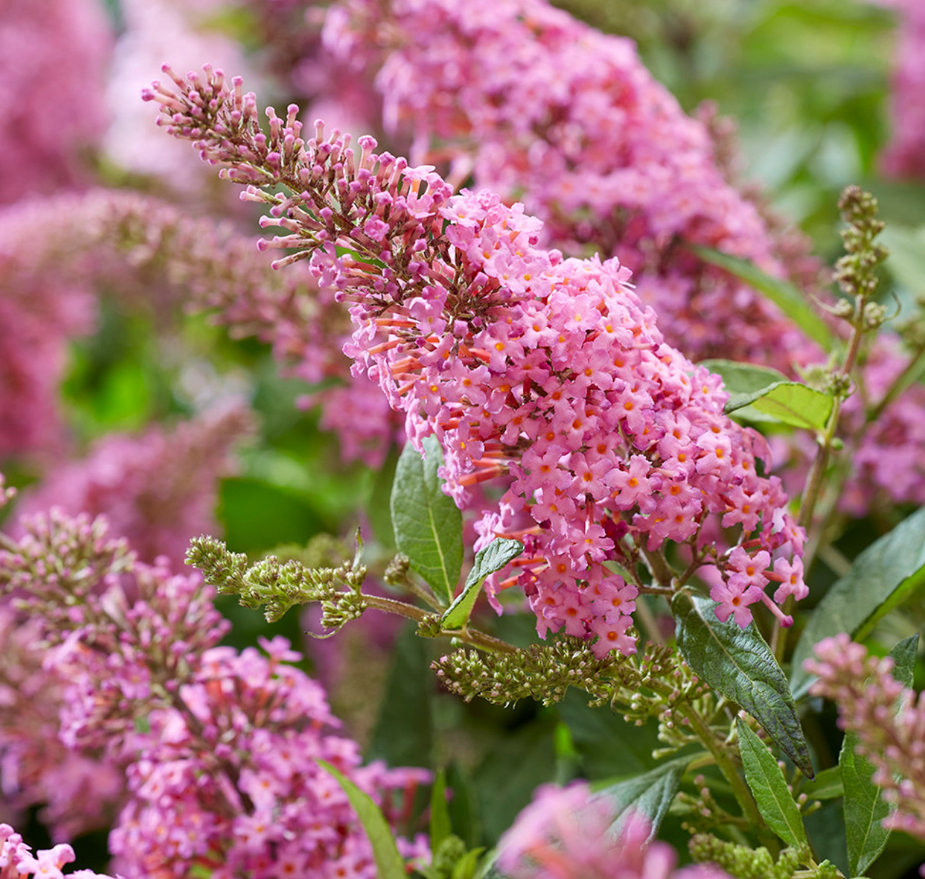 Pink Butterfly Bush, Butterfly Bush Live Plant, Outdoor Garden, 4 to 6 ...