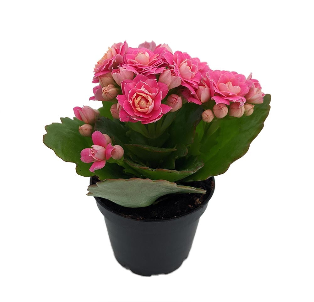 Live Pink Calandiva Plant, Indoor/Outdoor - 2.5" Pot, Double Pink ...
