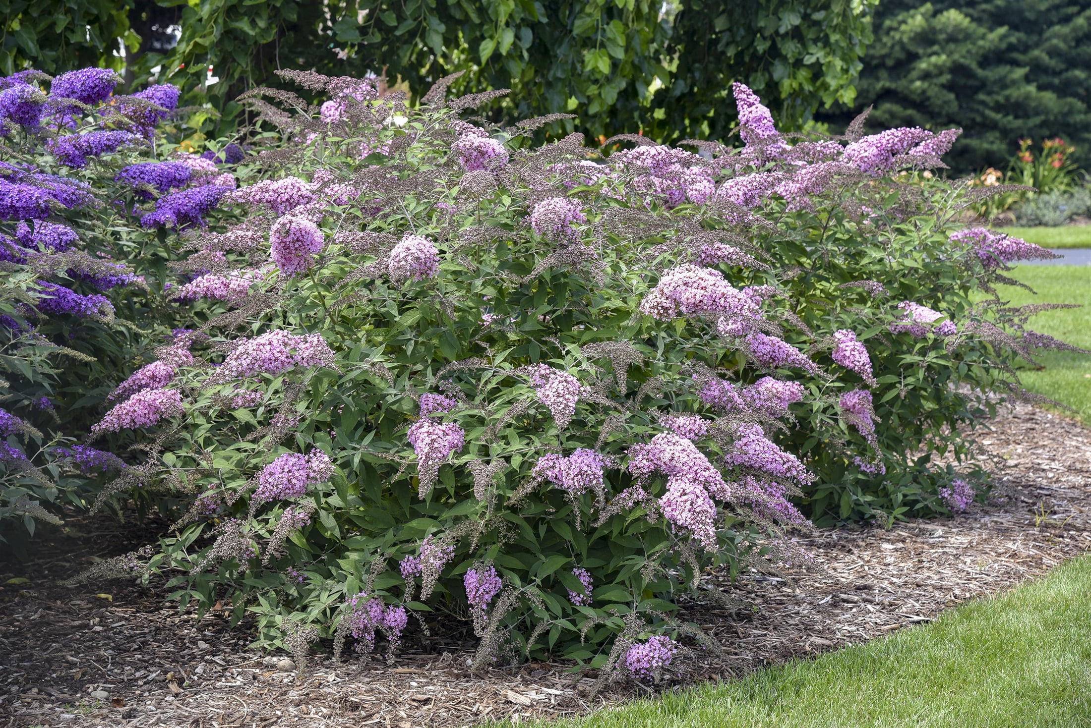 Pink Cascade Butterfly Bush - Buddleia - Gallon Pot - Walmart.com
