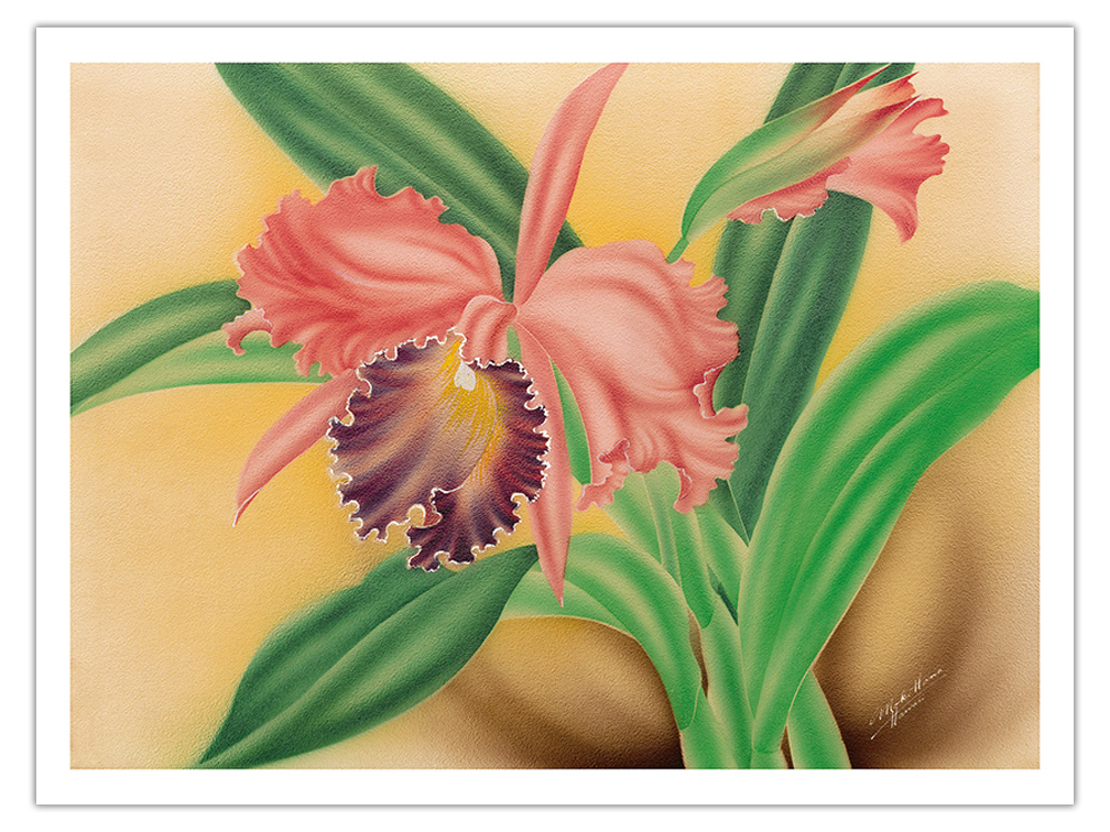 Pink Cattleya Orchid Hawai’i - The Queen of Orchids - Vintage Hawaiian ...