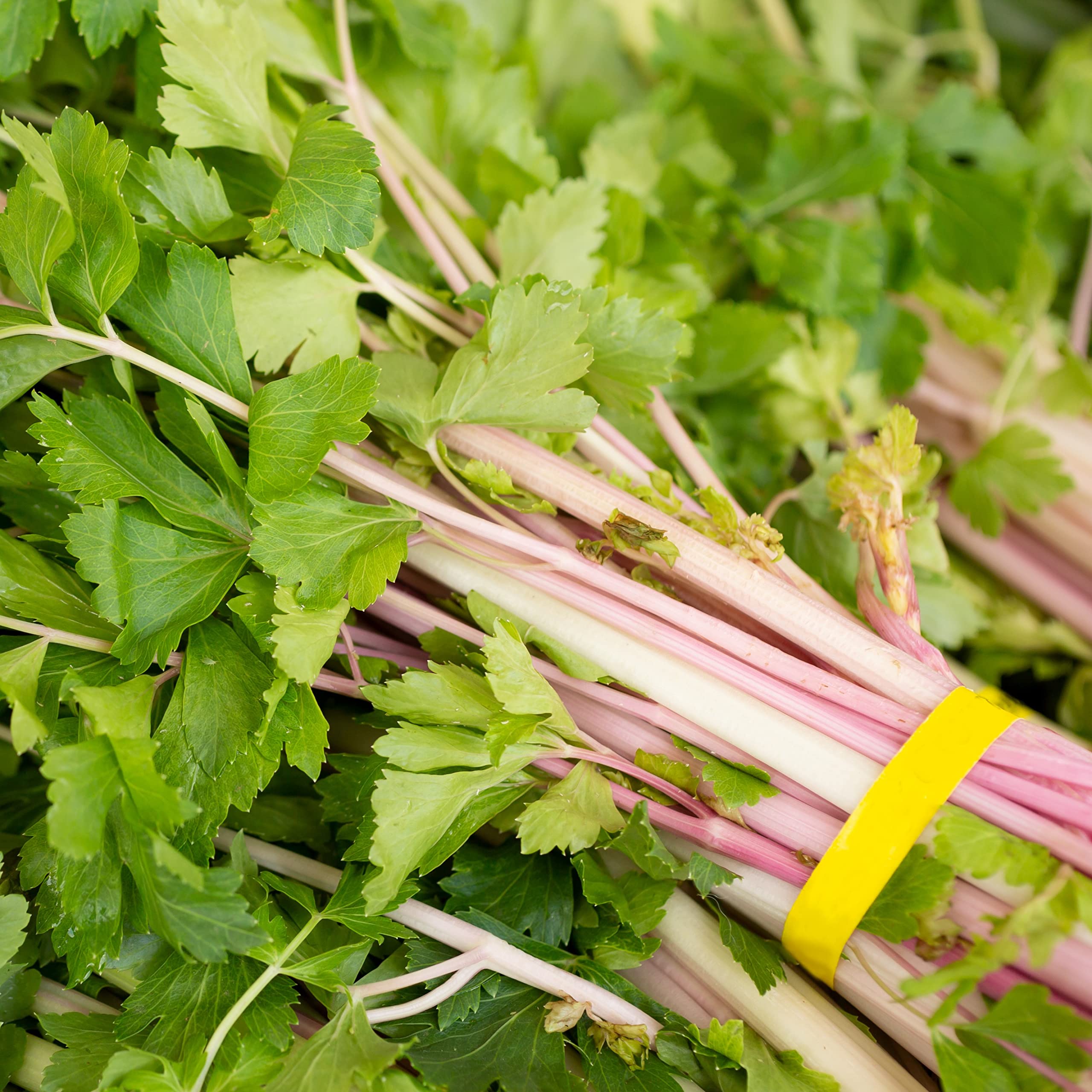 Pink Chinese CeleryEGSC 200+ Seeds, Asian Heirloom Chinese Celery Seeds ...