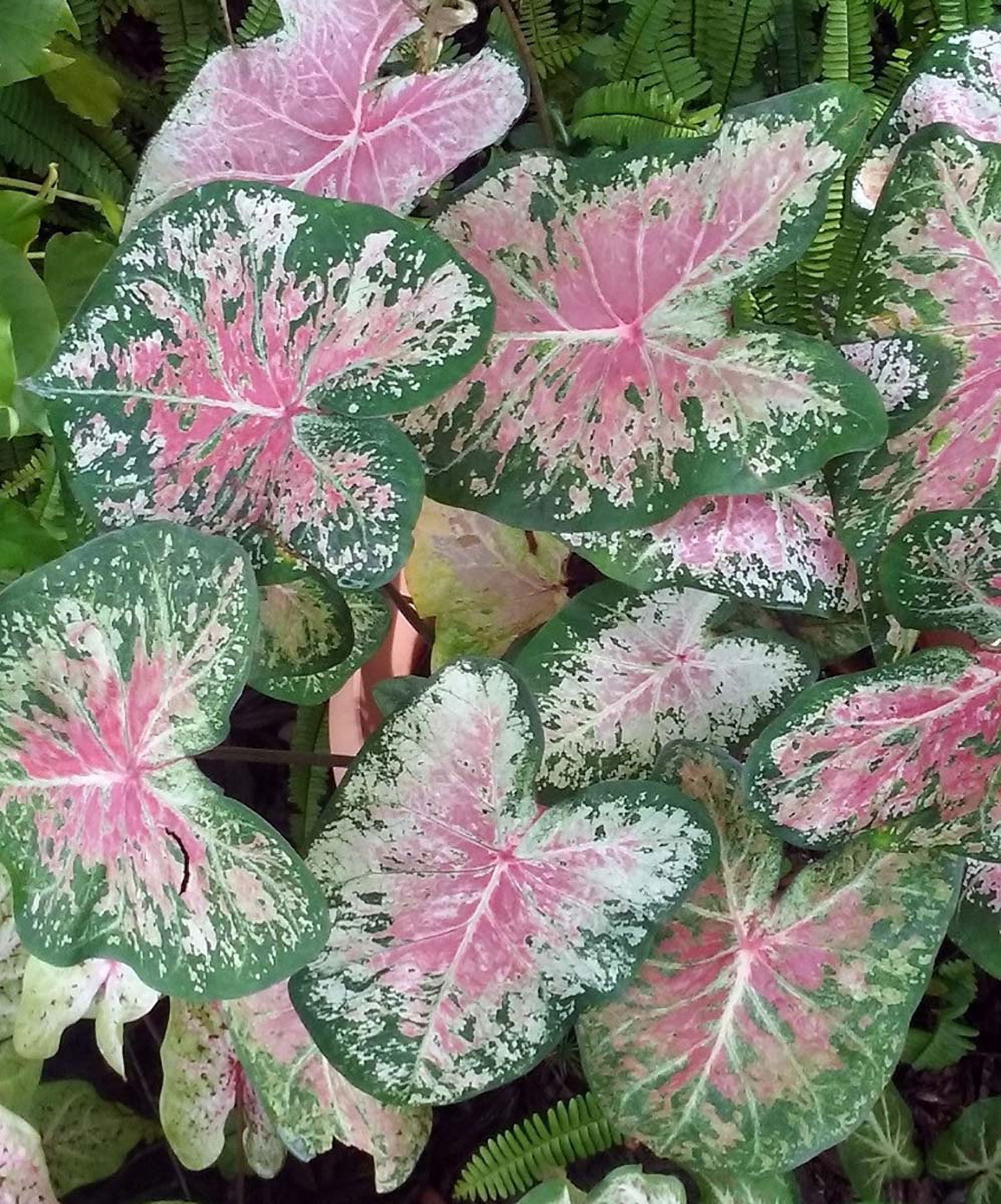 Pink Cloud Caladium - 3 Bulbs - Speckled Pink and Green - NEW - Walmart.com