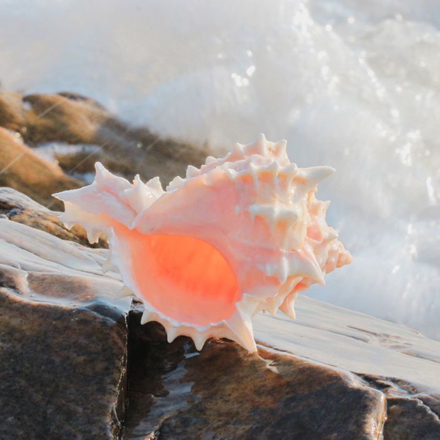 Pink Conch Shell 13cm x 4cm Hermit Crab Replacement Shell Natural ...