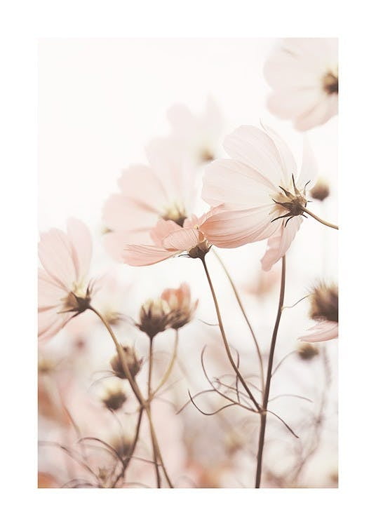 Pink Cosmos Flowers Print Wall Art, Modern Wall Decor For Living Room ...