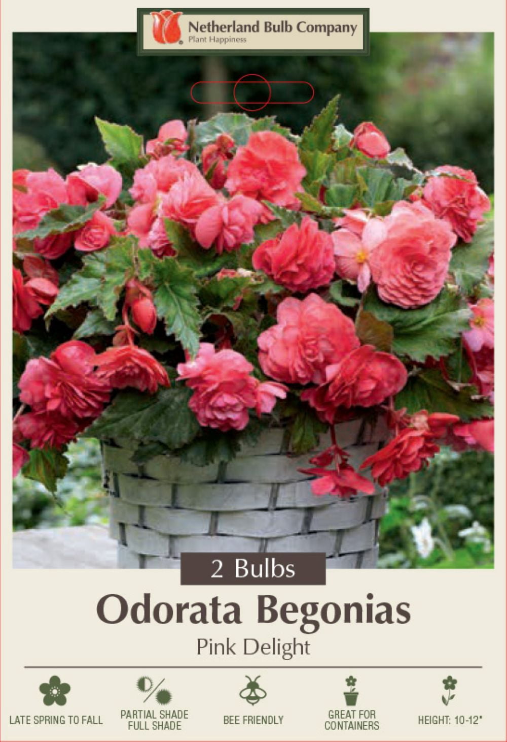 Pink Delight Begonia Odorosa 2 Bulbs -The First Truly Fragrant Begonia ...