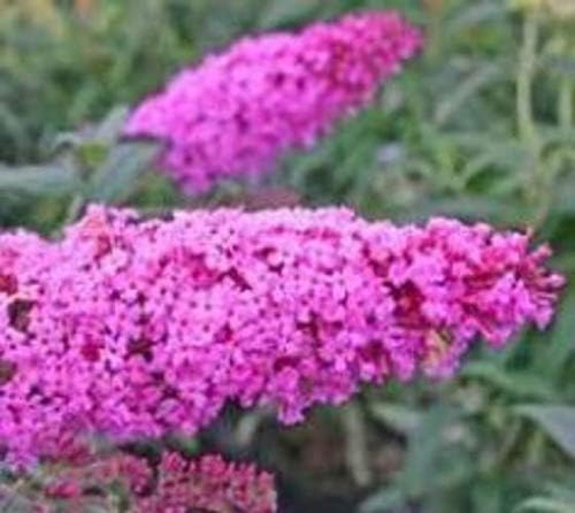 Pink Delight Butterfly Bush - Live Plant - Trade Gallon Pot - Walmart.com