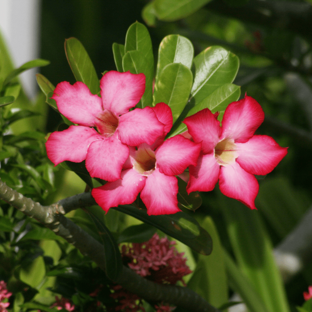 Pink Desert Rose Plant, Adenium Obesum Desert Rose Flower, 4 to 6 Inch ...