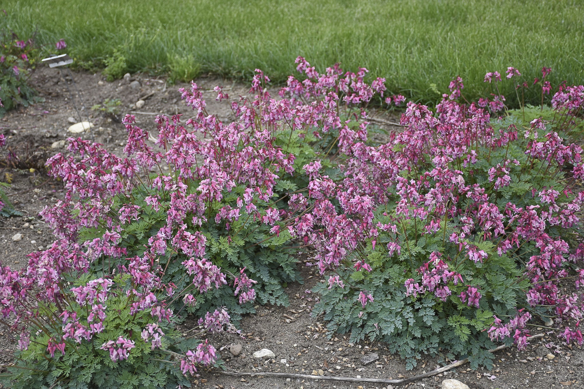Pink Diamonds Bleeding Heart - Dicentra - Gallon Pot - Walmart.com