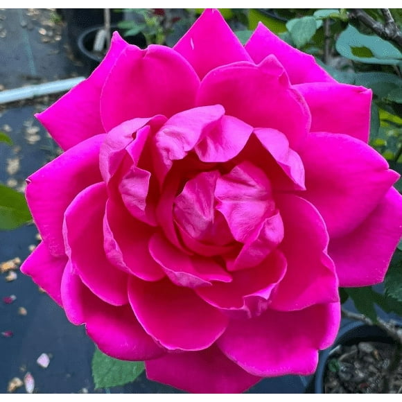 Double Knockout Rose