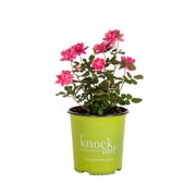 Double Knockout Rose Pink