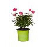 Pink Double Knock Out Rose Bush (1 Gallon) Flowering Semi-Evergreen ...