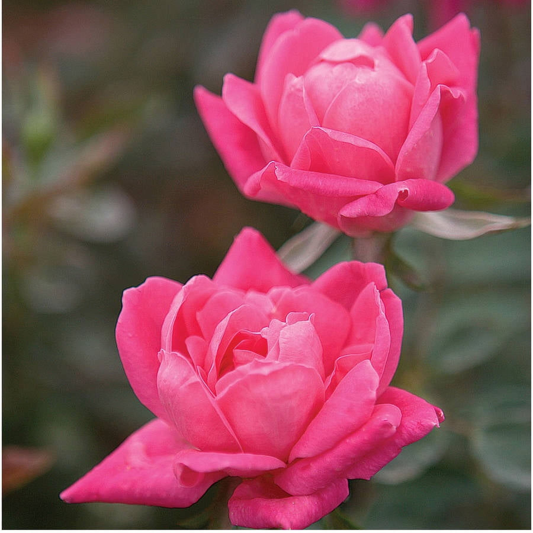 Pink Double Knock Out Rose Bush (3 Gallon) Flowering Semi-Evergreen ...
