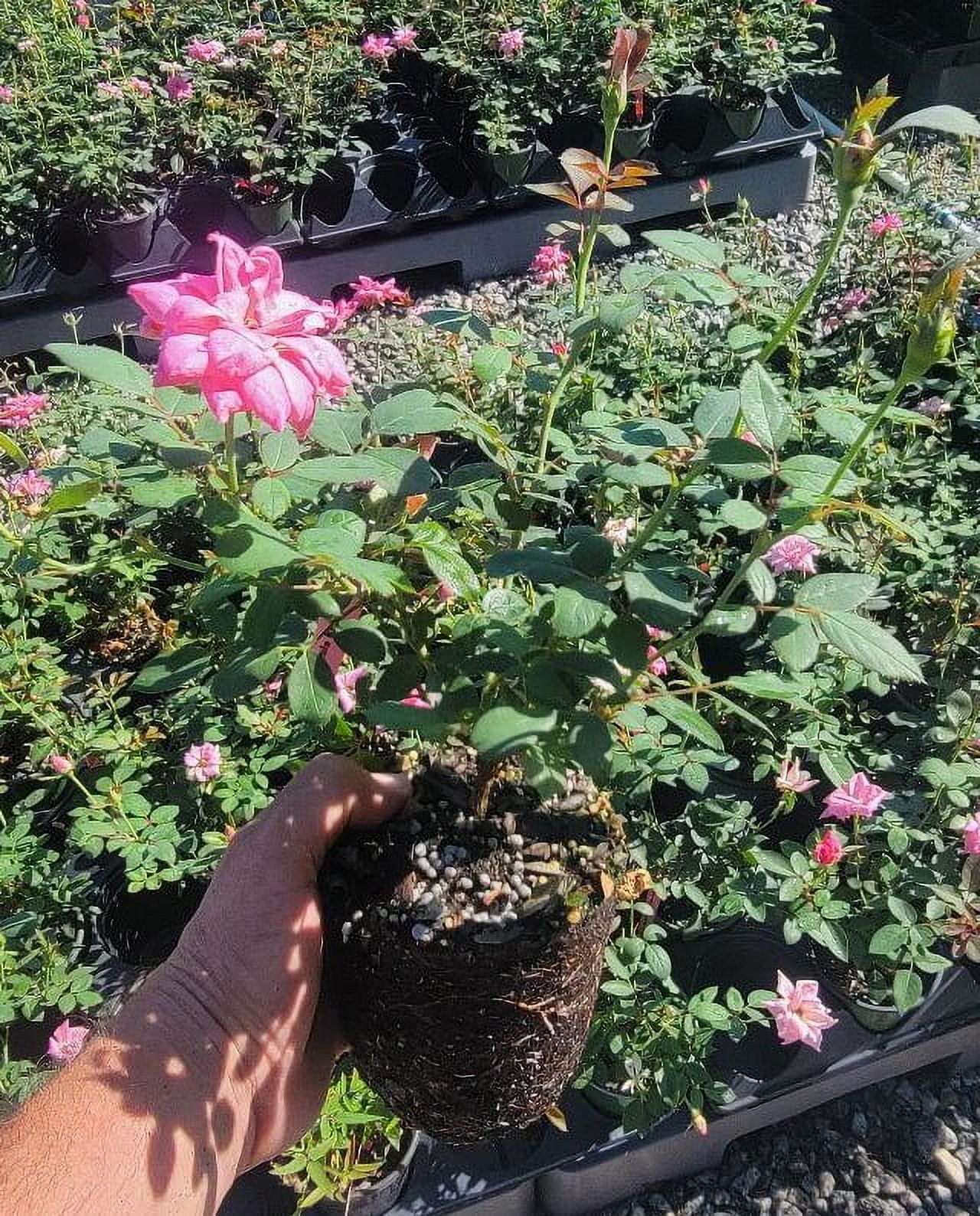 Knock Out Double Red Rose Plant - 2 Gallon - Walmart.com