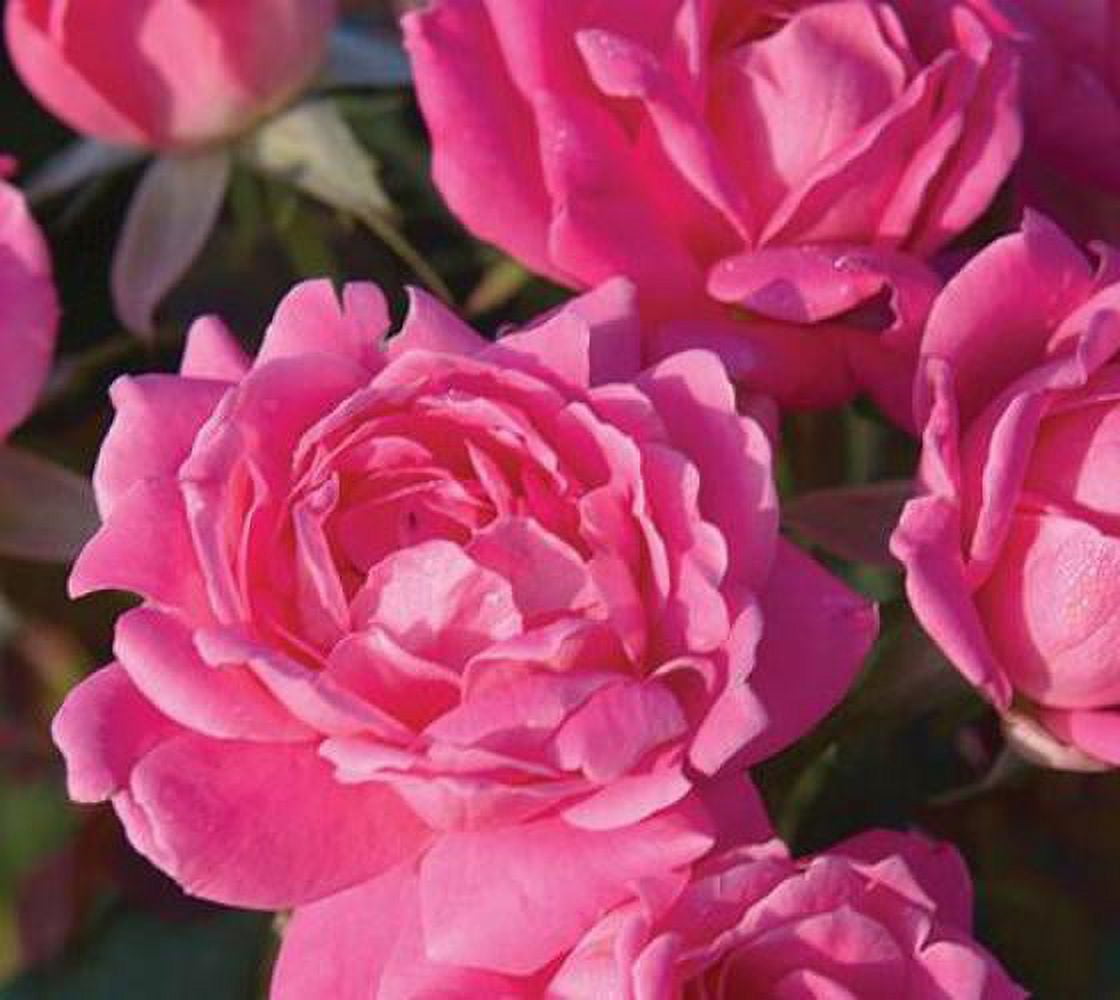 Pink Double Knock Out® Rose - Live Plant | 1 Quart | Full Sun | Repeat ...